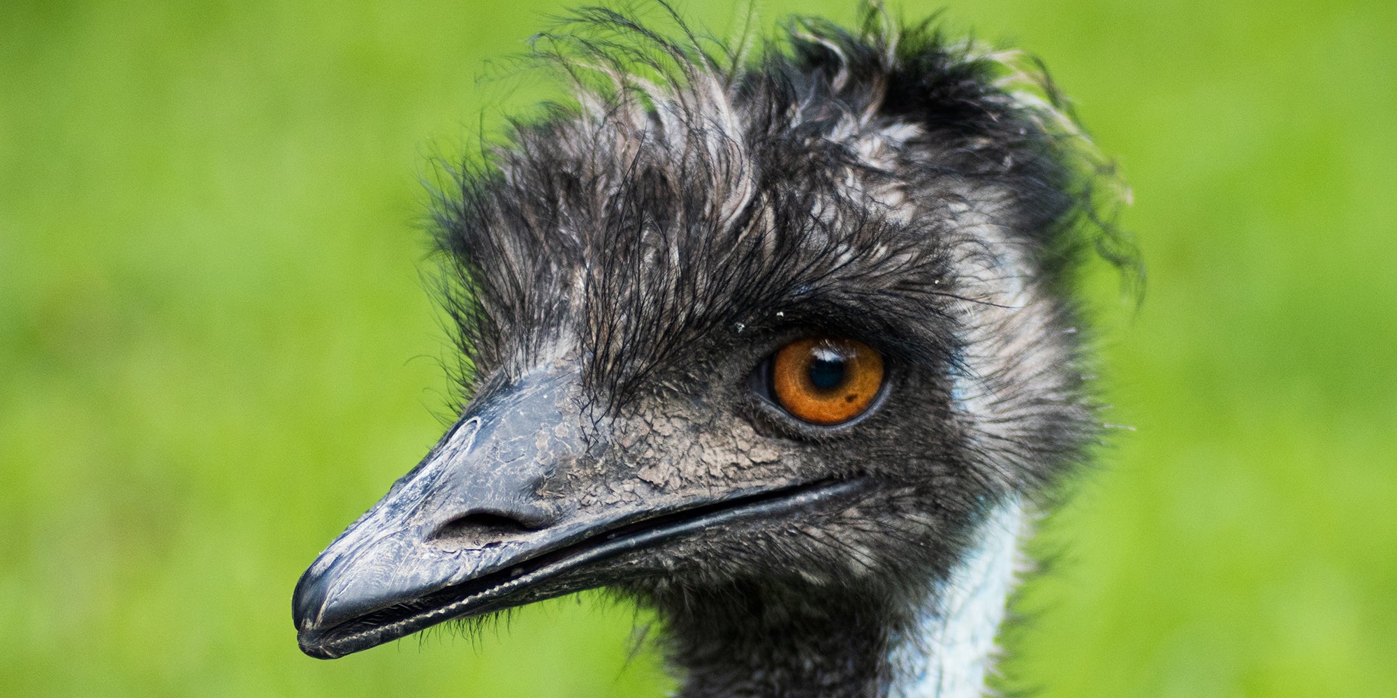 Owner of TikTok-Famous Emu Criticized Amid Bird Flu Outbreak
