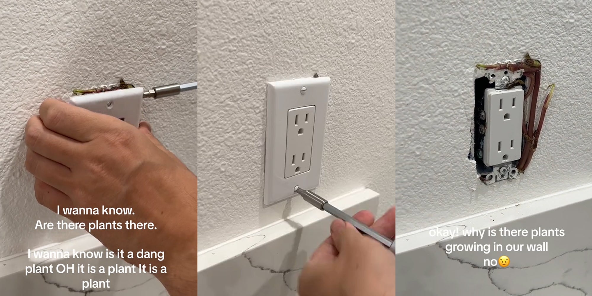 Woman Unscrews Outlet Cover to Find Plant Growing In Wall