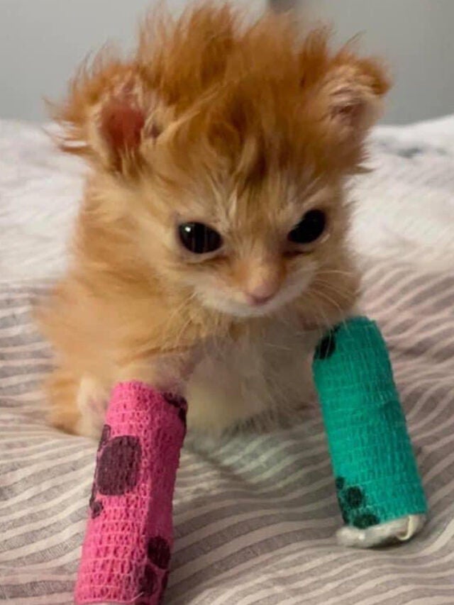 The internet pays tribute to viral kitten Tater Tot
