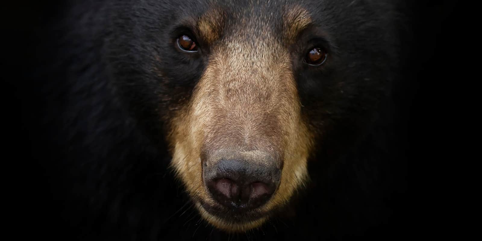 Did the Real Cocaine Bear Kill Anyone? Did the Real Cocaine Bear Kill Anyone?