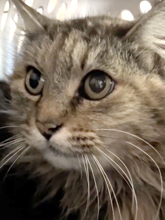 Cat Dupes Human By Faking Broken Paw
