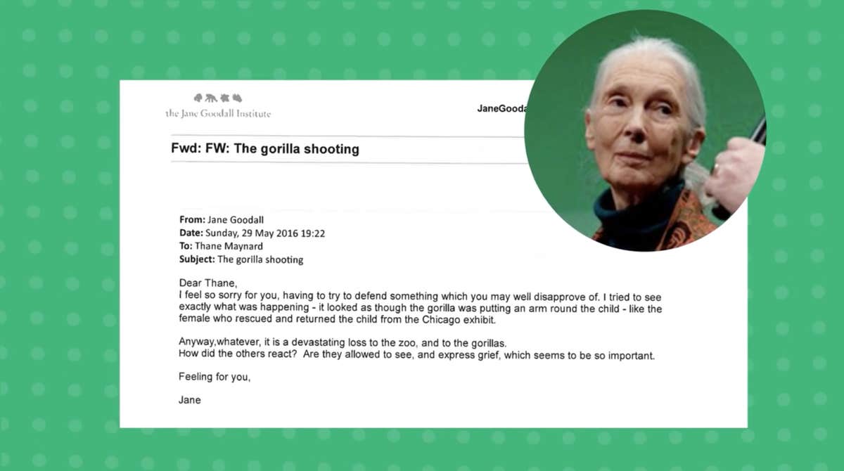 Harambe Meme: The History And Memes Of Harambe The Gorilla