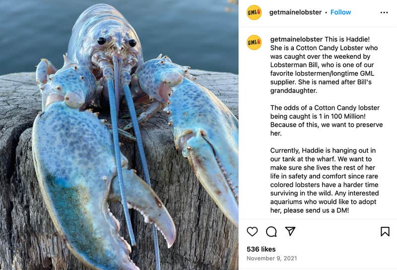 Blue Lobster Meme: A Deep Dive Into The Cotton Candy Lobster