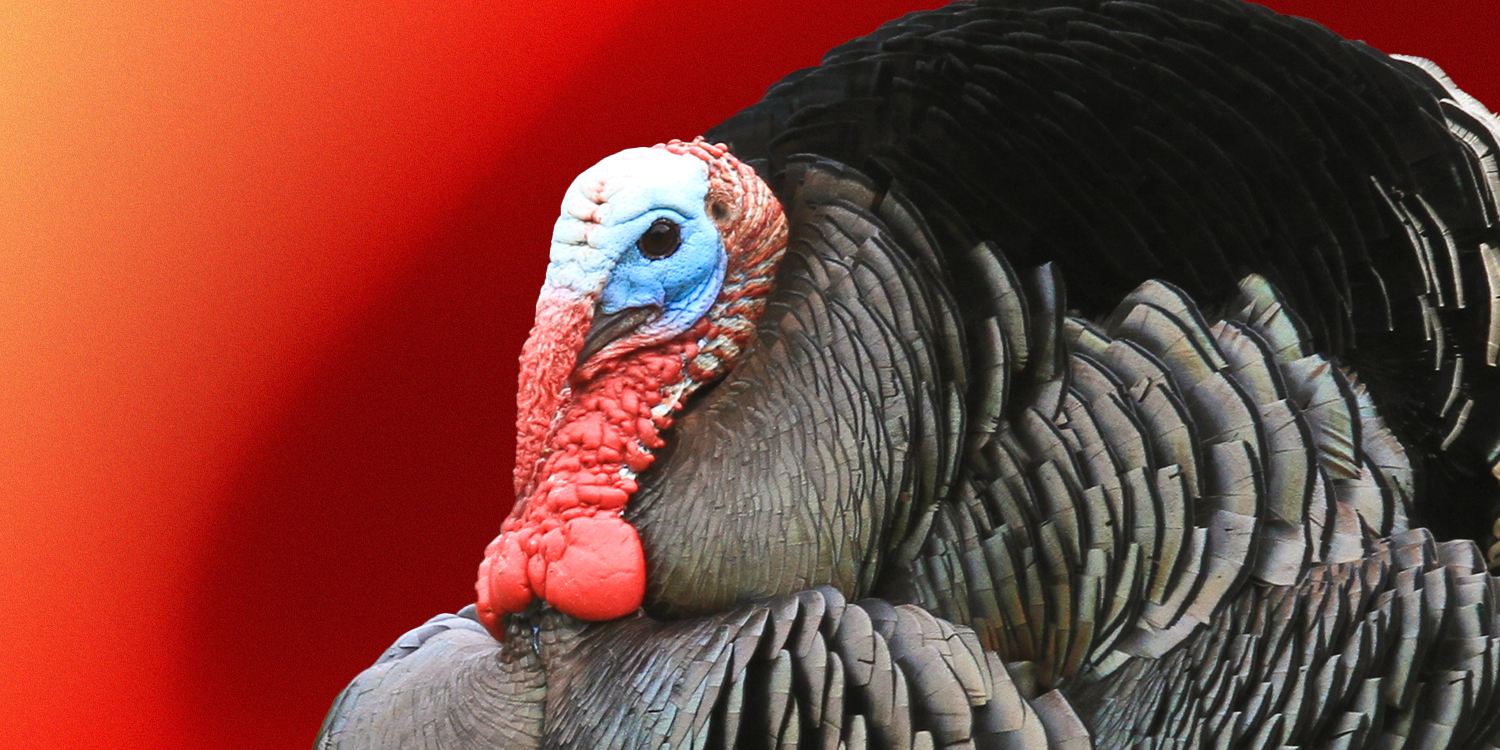 28 Of The Funniest Thanksgiving Memes, 2024 Edition