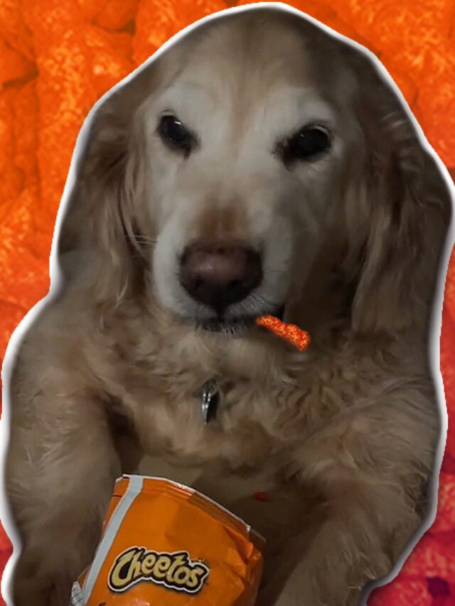 Flamin' Hot Cheetos: Golden Retriever Fiercely Guards Them
