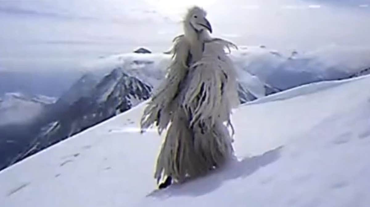 Erosion Bird: What Is It And Where Did It Come From?