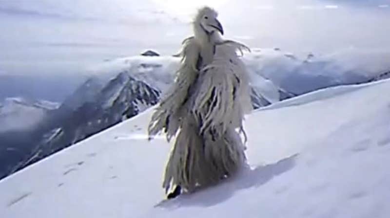 Erosion Bird: What Is It And Where Did It Come From?