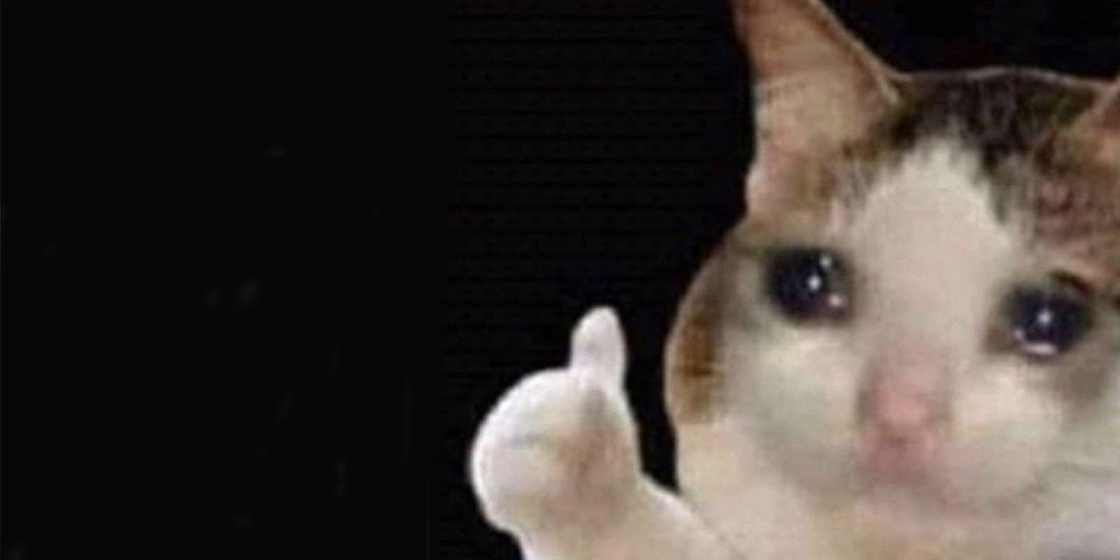 Crying Cat Thumbs Up Meme Origins History And Spread