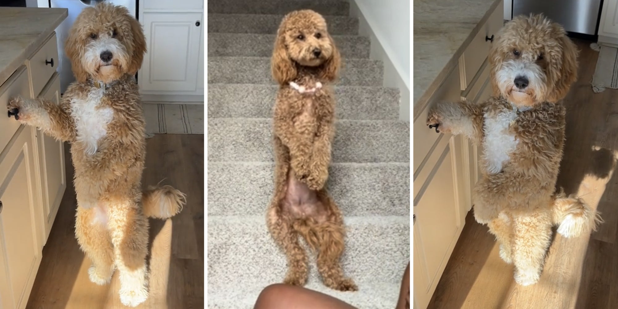 Goldendoodles Doing Human Things Are Freaking Out TikTok