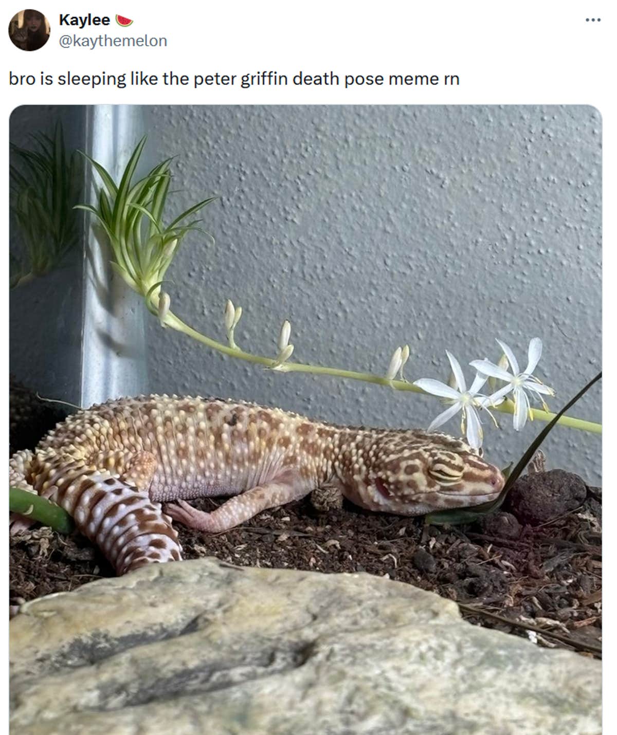 Family Guy Death Pose Meme, AKA Peter Falls Down The Stairs