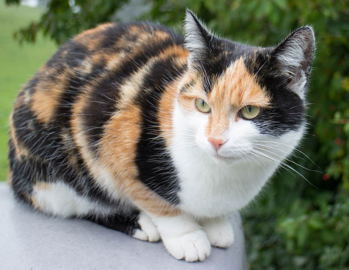 What Is Calico Hair? Inside The Cat-Inspired Trend