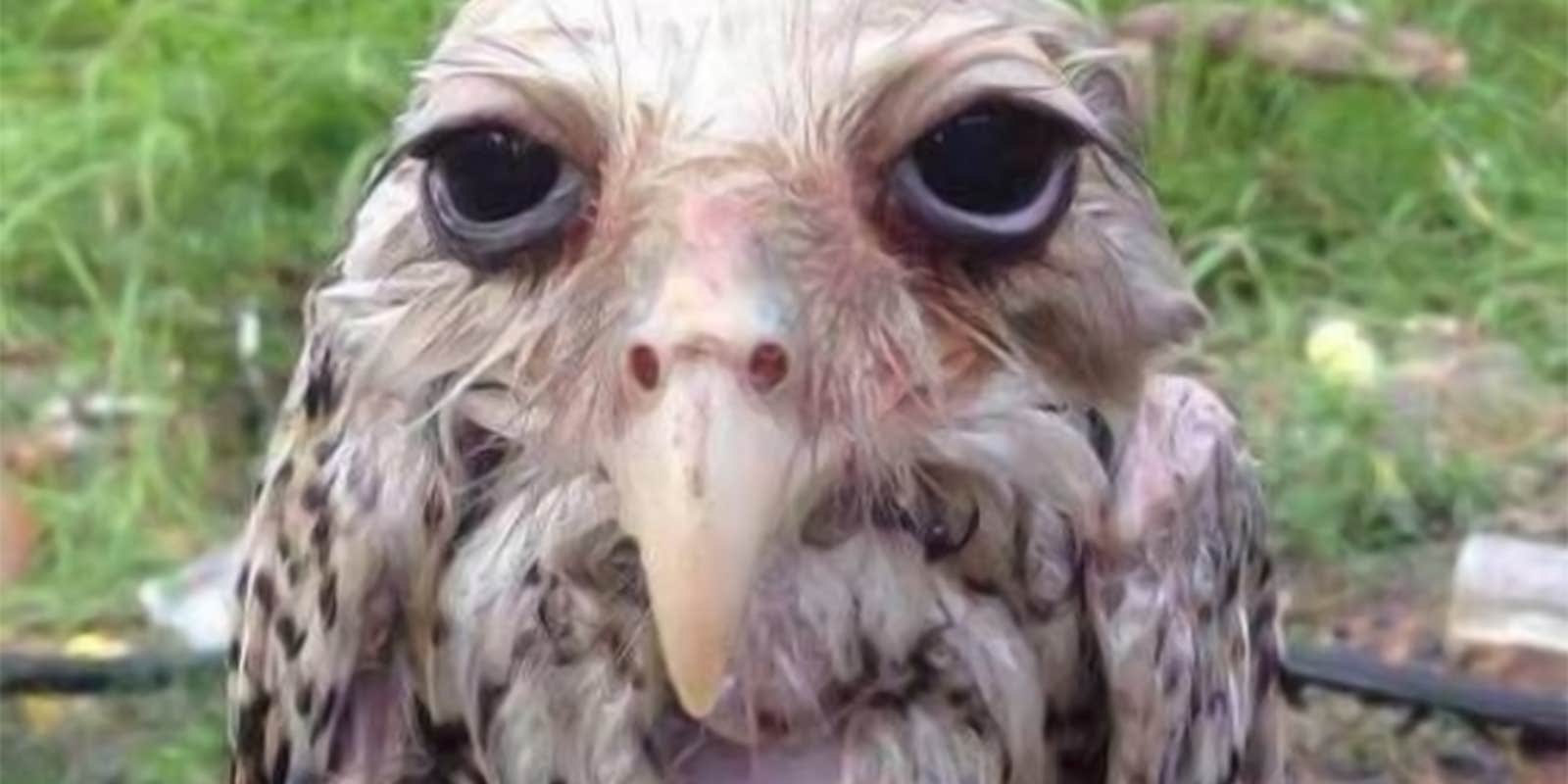 Wet Owl Memes For When Youve Simply Had Enough