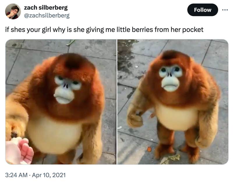 The Golden Snub-Nosed Monkey Meme: Viral Video And History