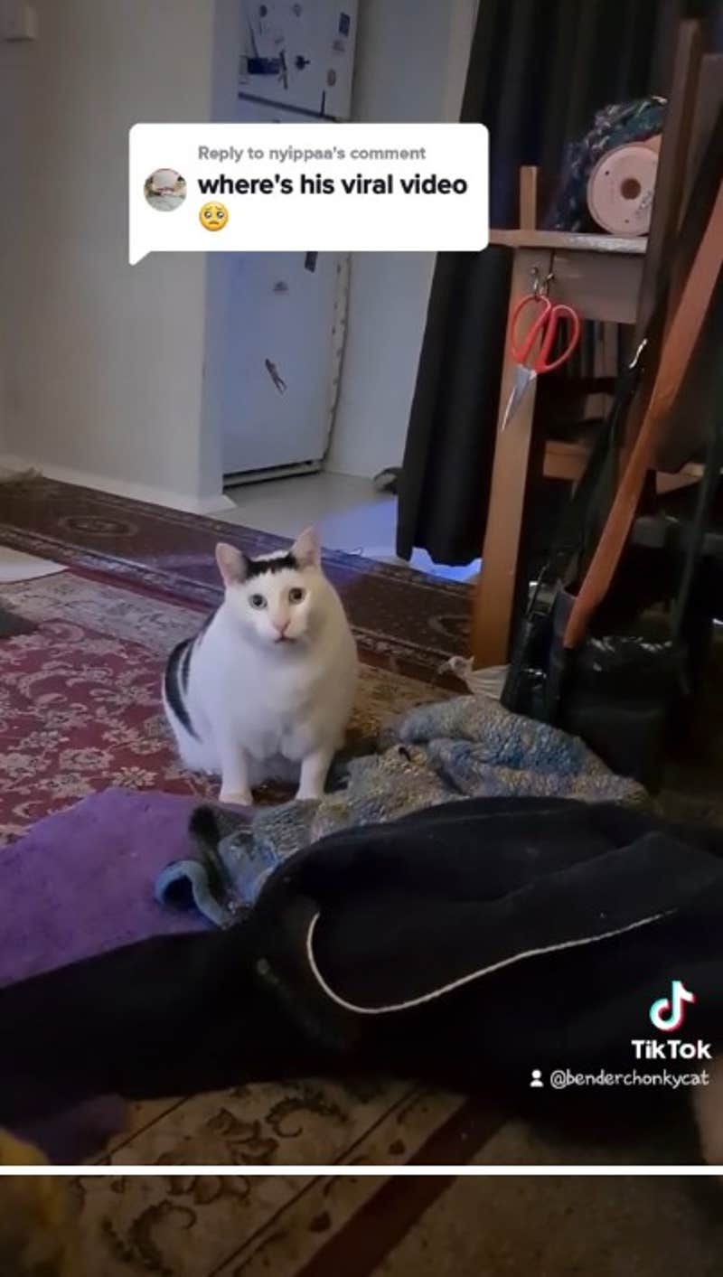 Huh Cat Meme Is Here For Life's Dumbfounding Moments