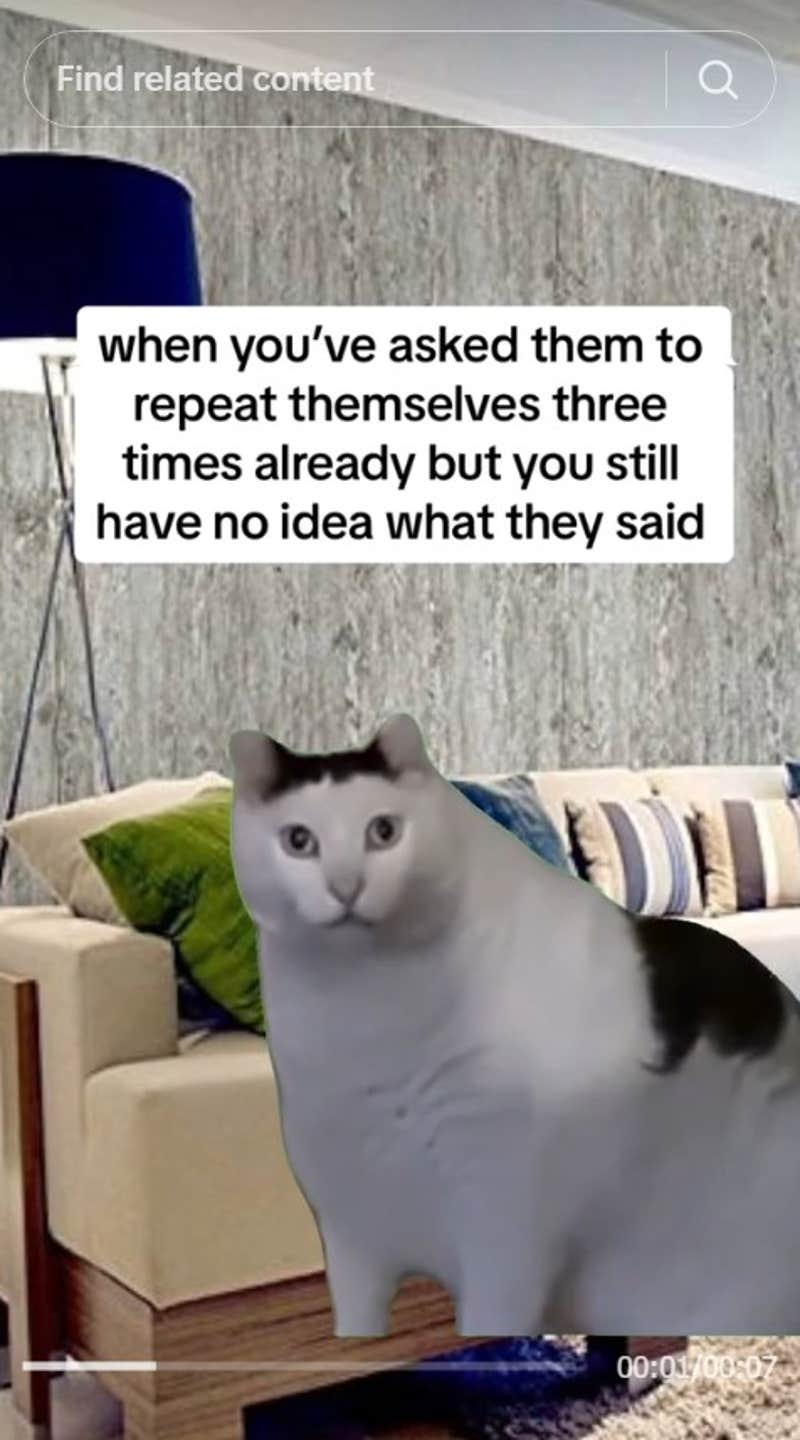 Huh Cat Meme Is Here For Life's Dumbfounding Moments