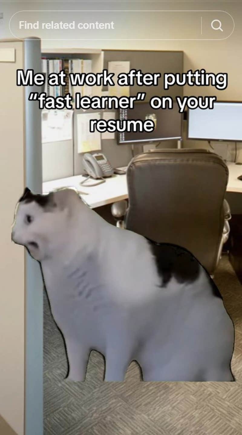 Huh Cat Meme Is Here For Life's Dumbfounding Moments
