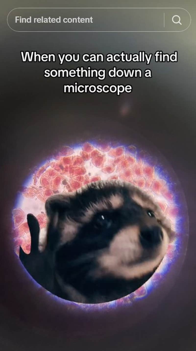 Pedro Raccoon Is TikTok's Favorite Dancer