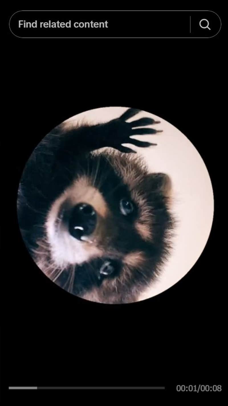 Pedro Raccoon Is TikTok's Favorite Dancer