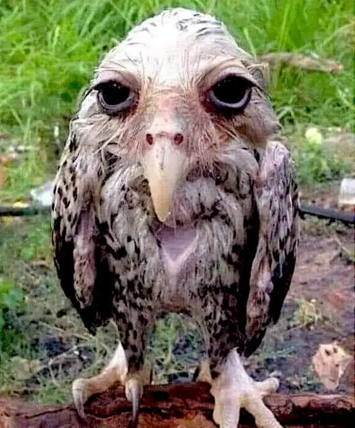 Wet Owl Memes For When You've Simply Had Enough
