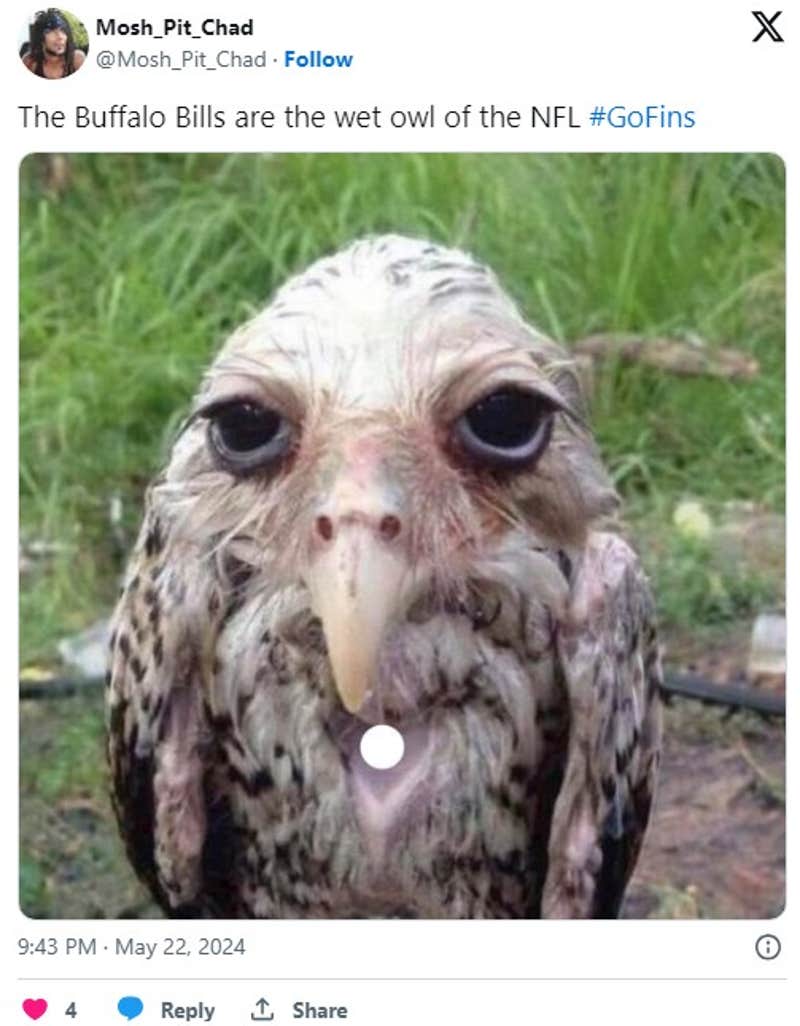 Wet Owl Memes For When You've Simply Had Enough