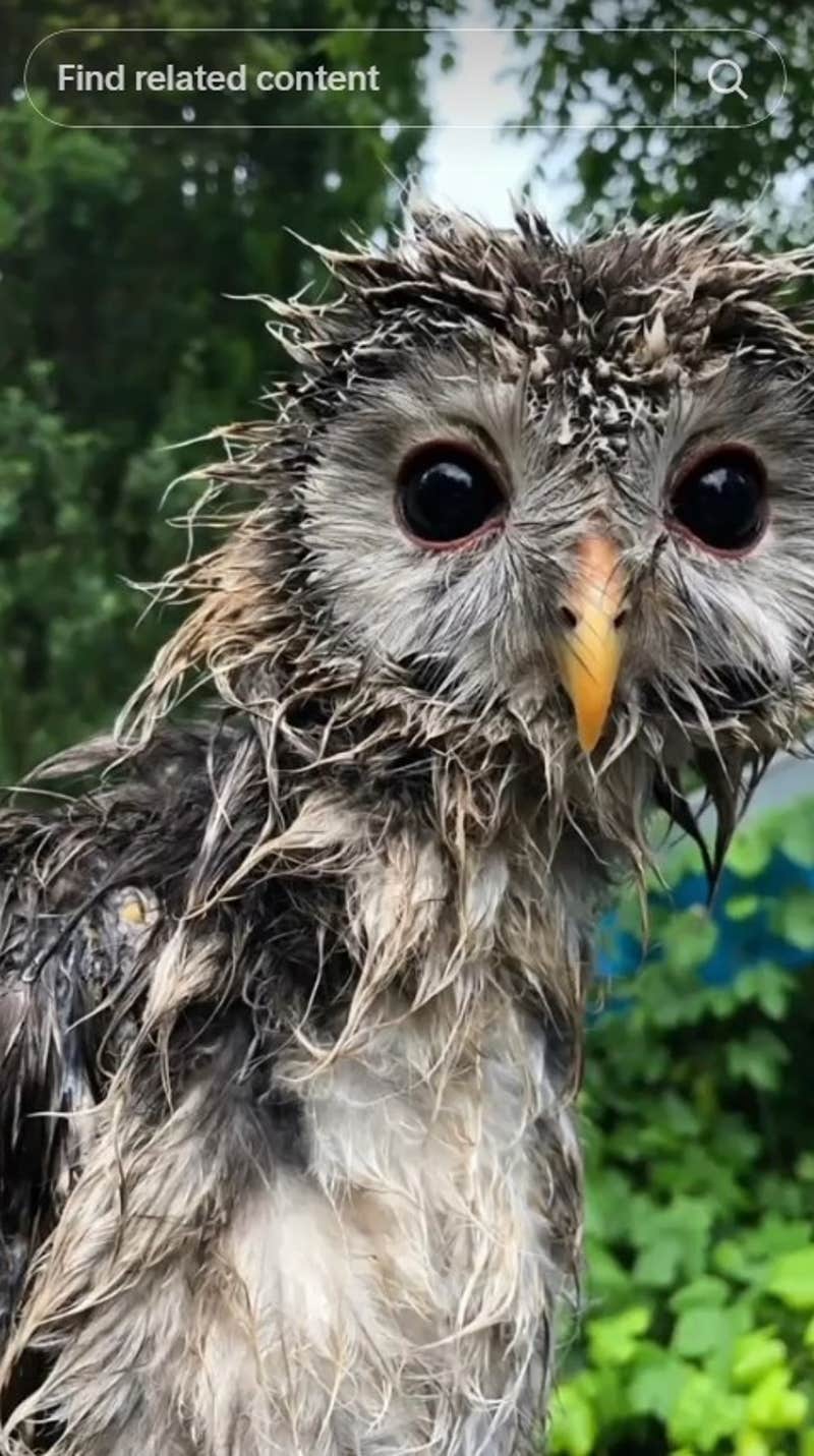 Wet Owl Memes For When You've Simply Had Enough