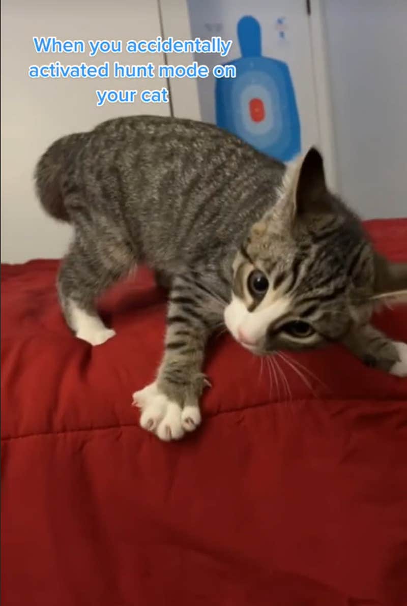 Let Me Tell You Something Meme: Origins And Examples