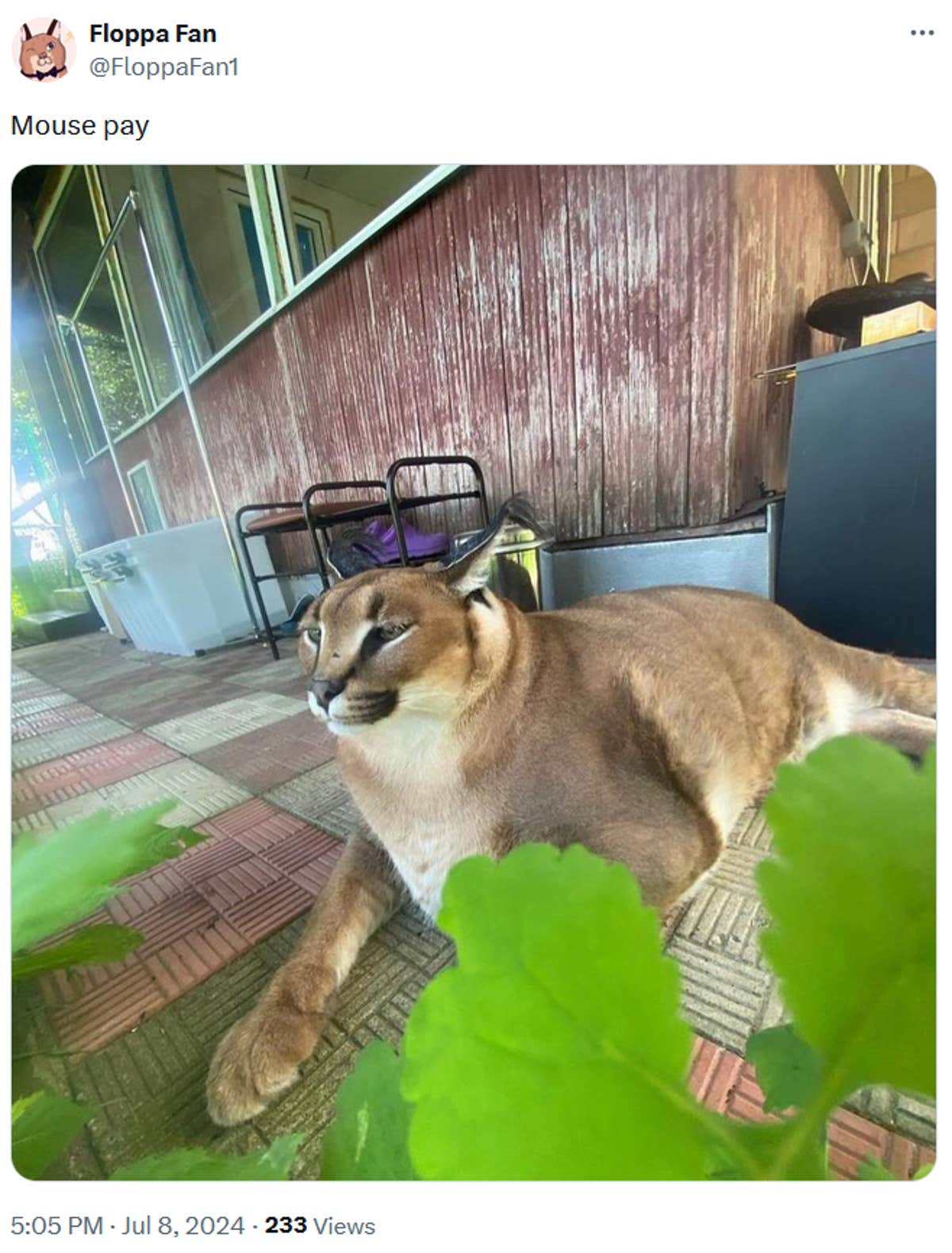 'Do You Take Mouse Pay?': The TikTok Prank Annoying Cashiers