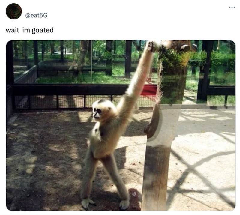'Wait I'm Goated' Meme Origins, History, And Examples
