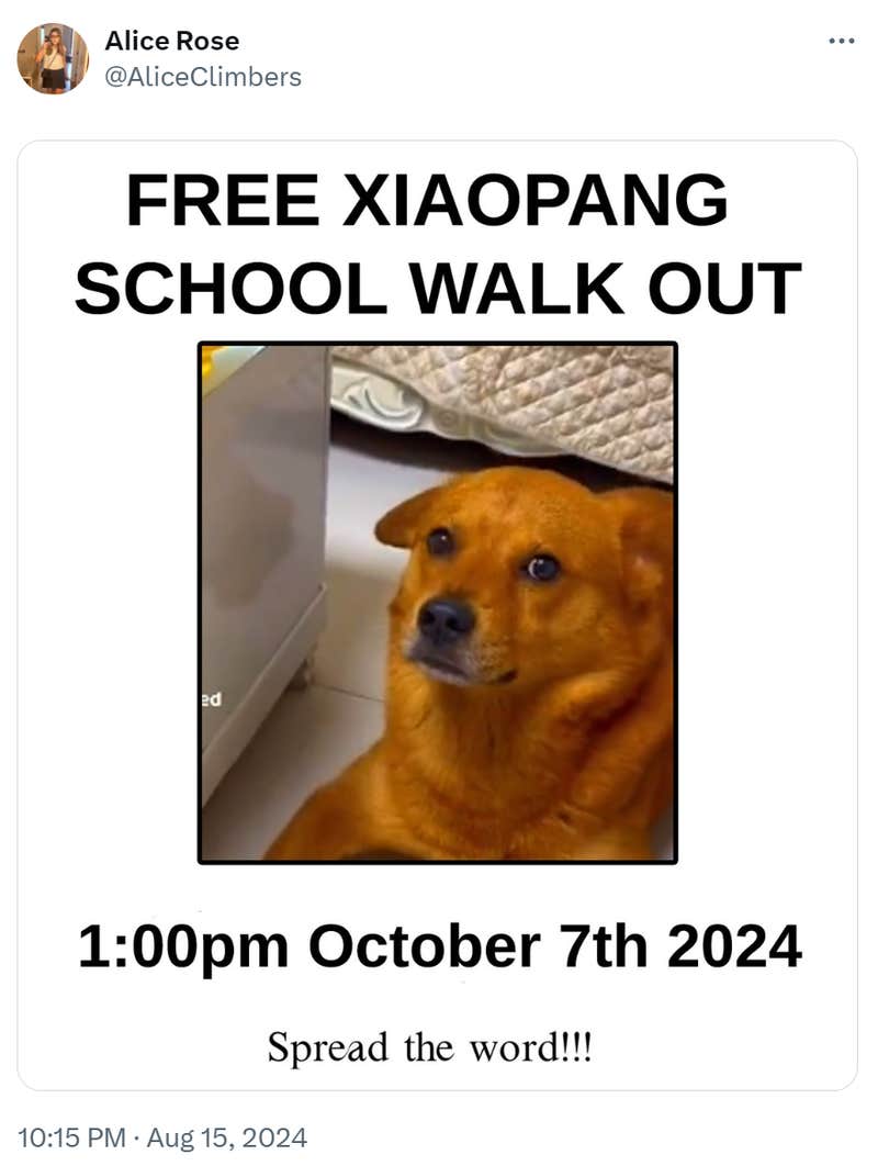 XiaoPang The Orange Chinese Dog Is Delighting Social Media