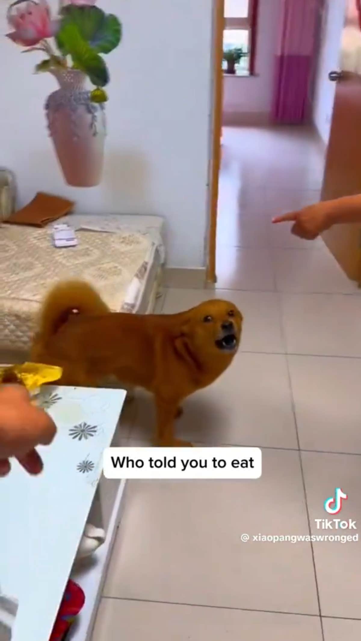 XiaoPang The Orange Chinese Dog Is Delighting Social Media