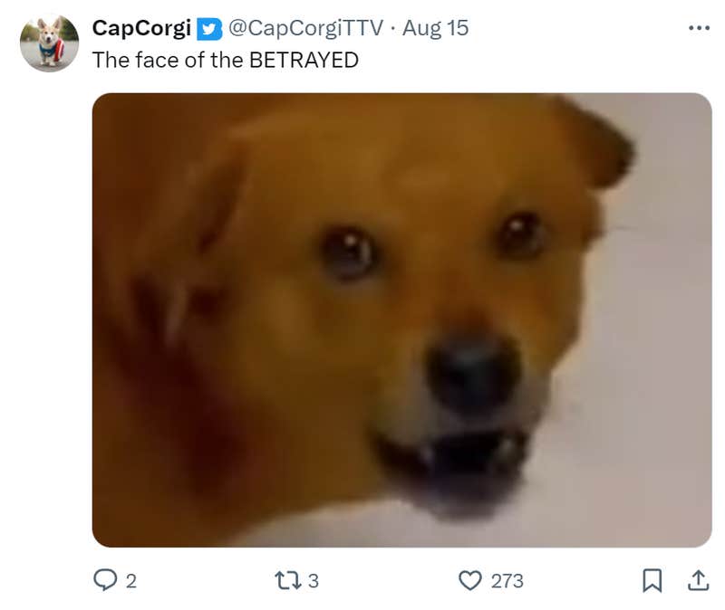 XiaoPang The Orange Chinese Dog Is Delighting Social Media