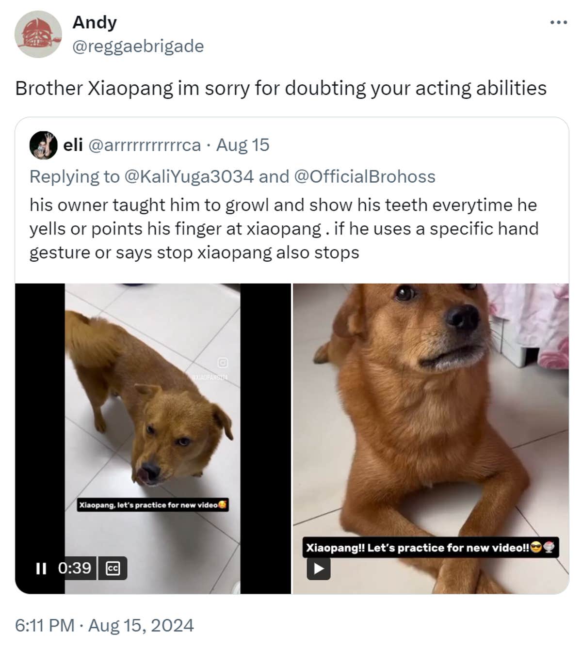 XiaoPang The Orange Chinese Dog Is Delighting Social Media