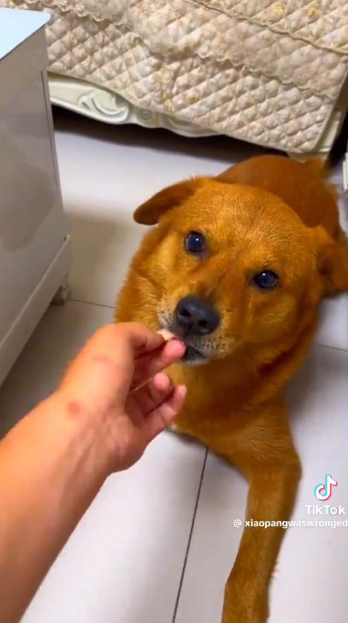XiaoPang The Orange Chinese Dog Is Delighting Social Media