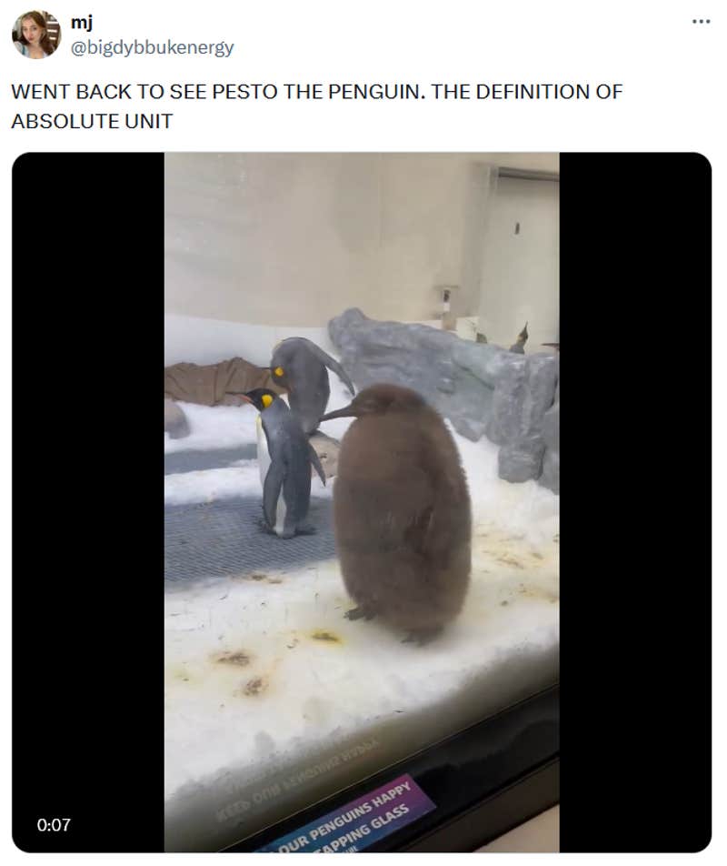 Move Over Moo Deng, Baby Pesto The Penguin Is Here