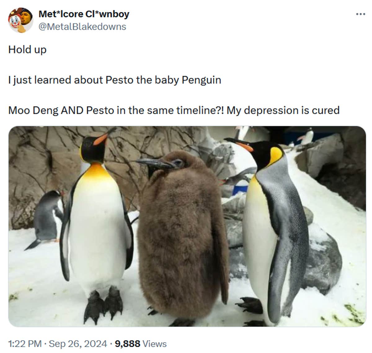 Move Over Moo Deng, Baby Pesto The Penguin Is Here