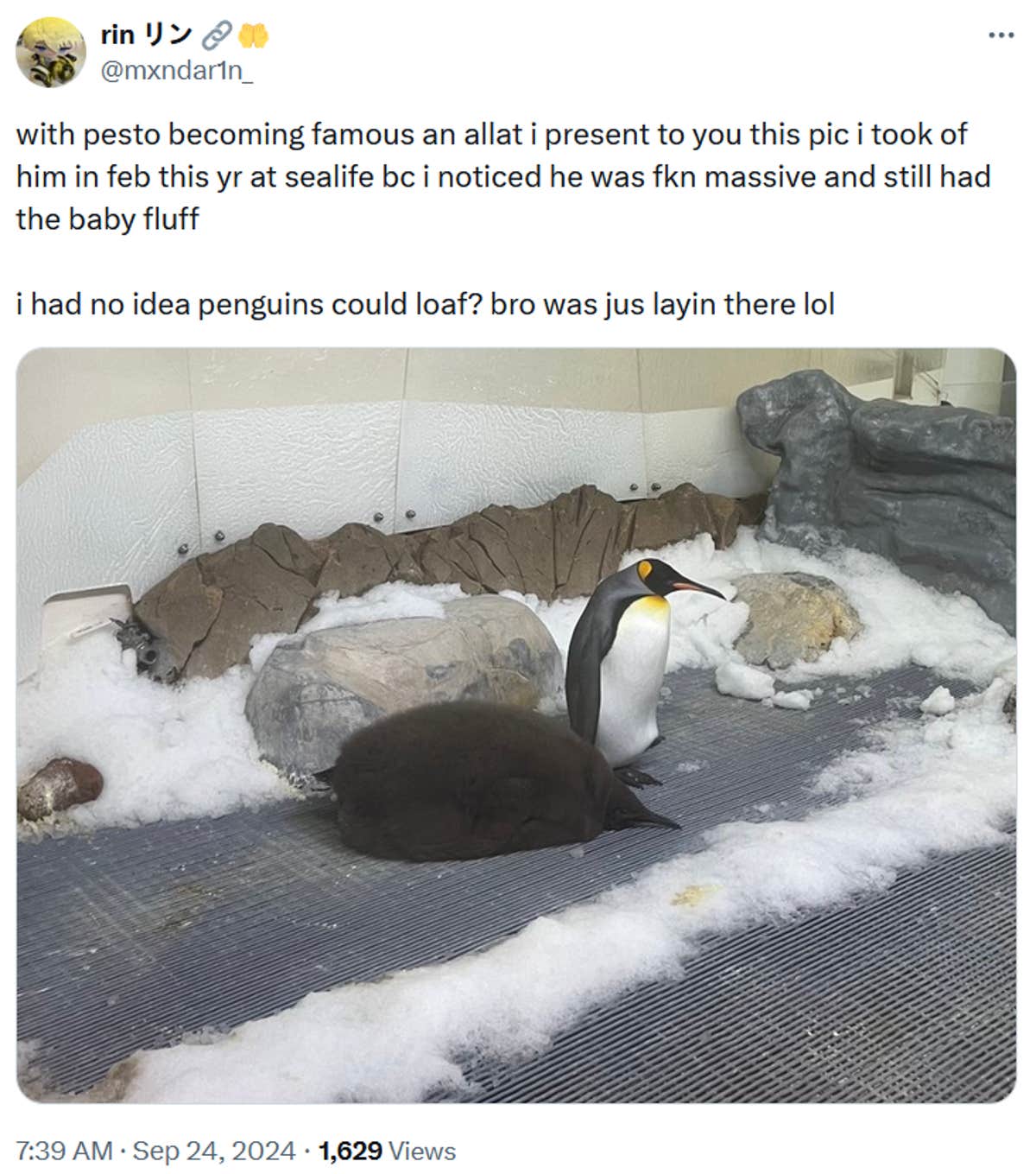 Move Over Moo Deng, Baby Pesto The Penguin Is Here