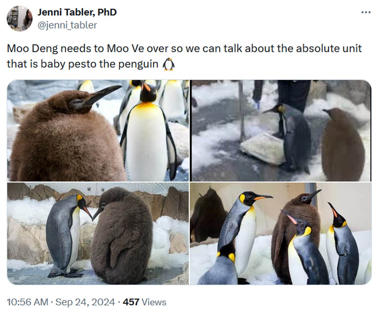 Move Over Moo Deng, Baby Pesto The Penguin Is Here