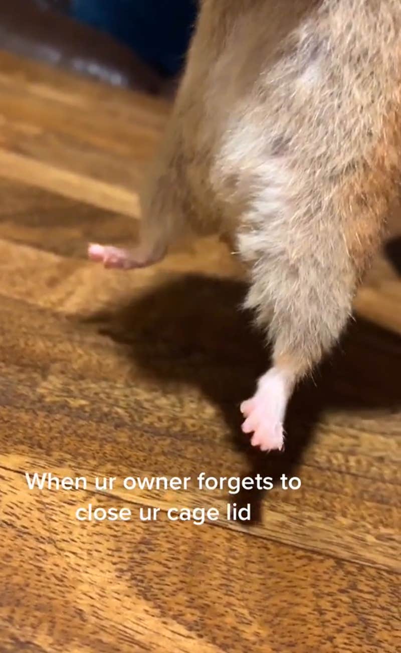 SpongeBob Floating Meme: Origins And Examples