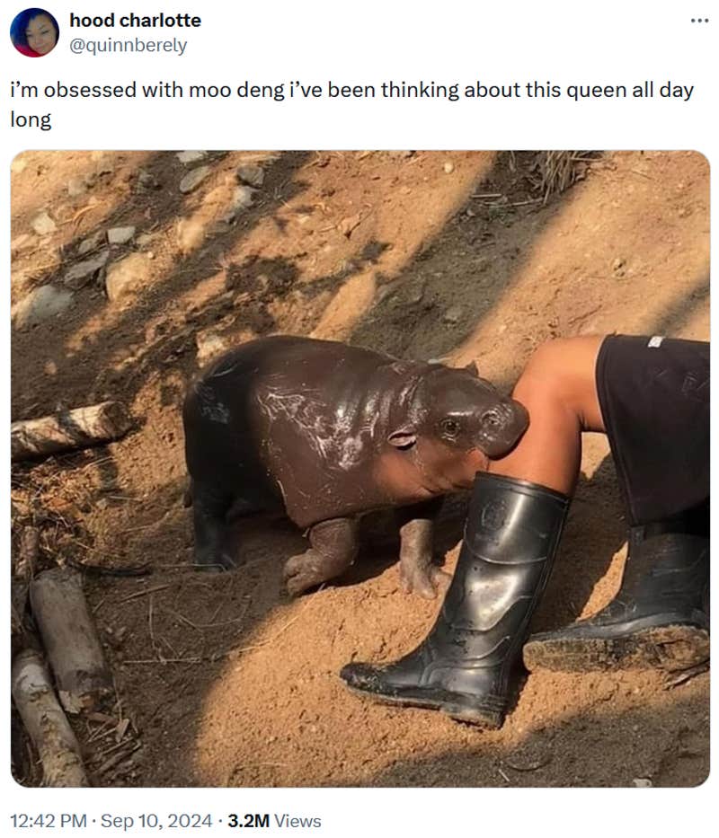 Moo Deng The Screaming Baby Hippo Is 2024's Cutest Meme