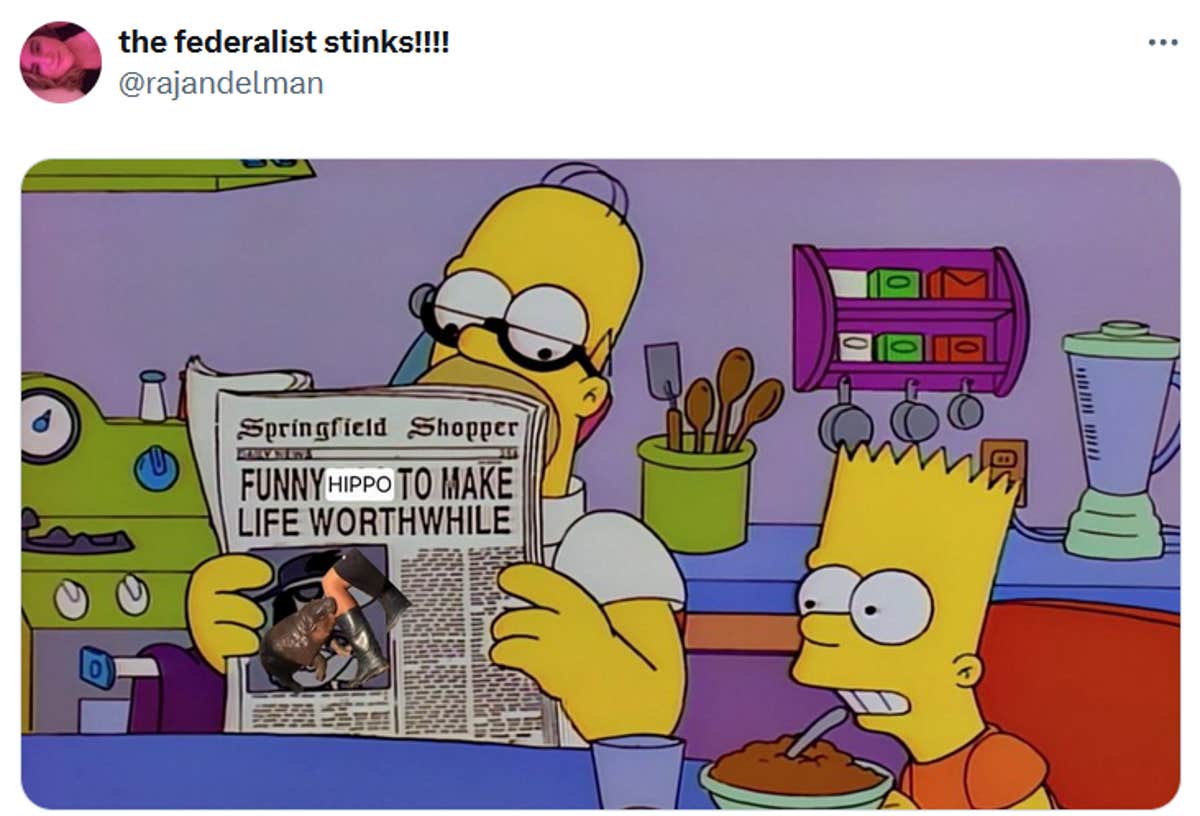 Moo Deng The Screaming Baby Hippo Is 2024's Cutest Meme