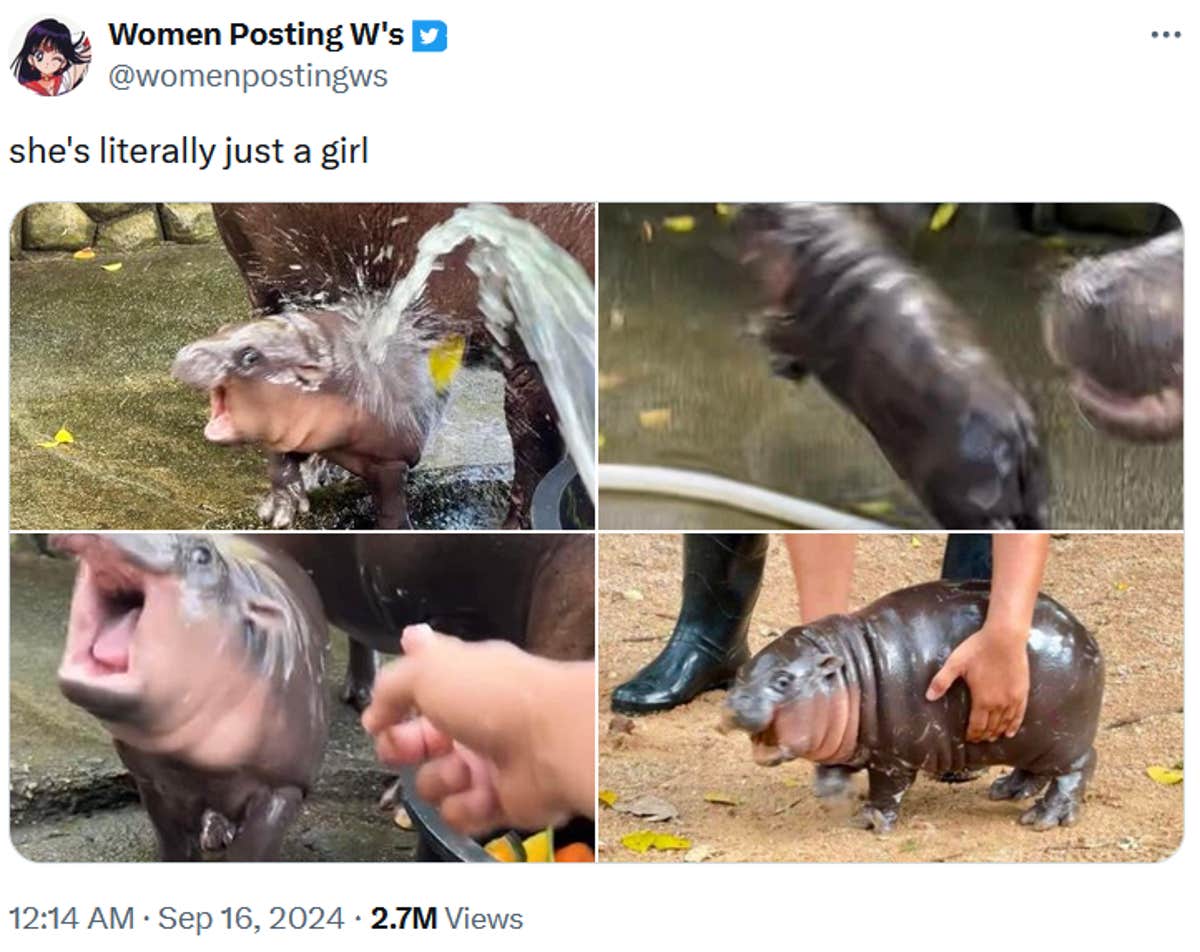 29 Moo Deng Hippo Memes That Will Make You Scream