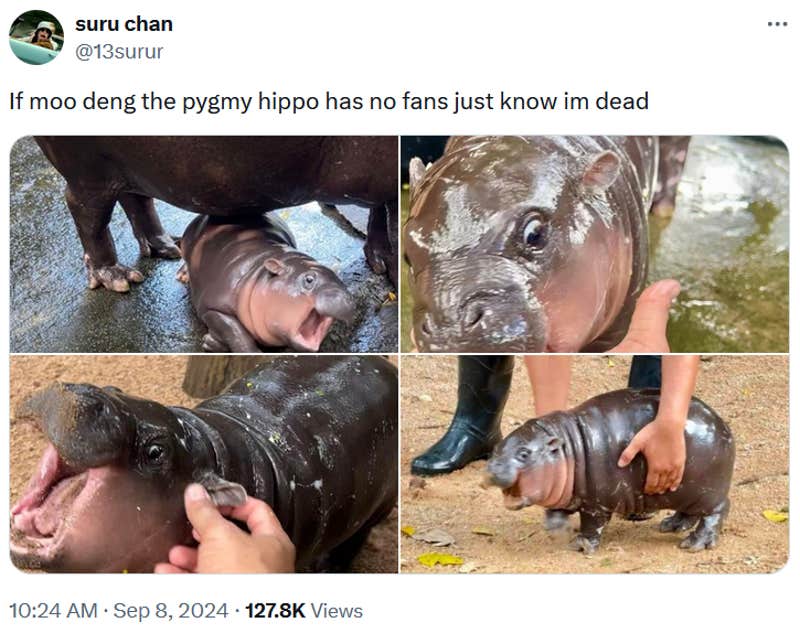 29 Moo Deng Hippo Memes That Will Make You Scream