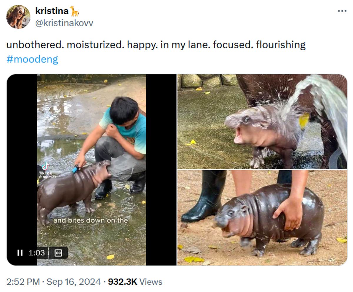 29 Moo Deng Hippo Memes That Will Make You Scream