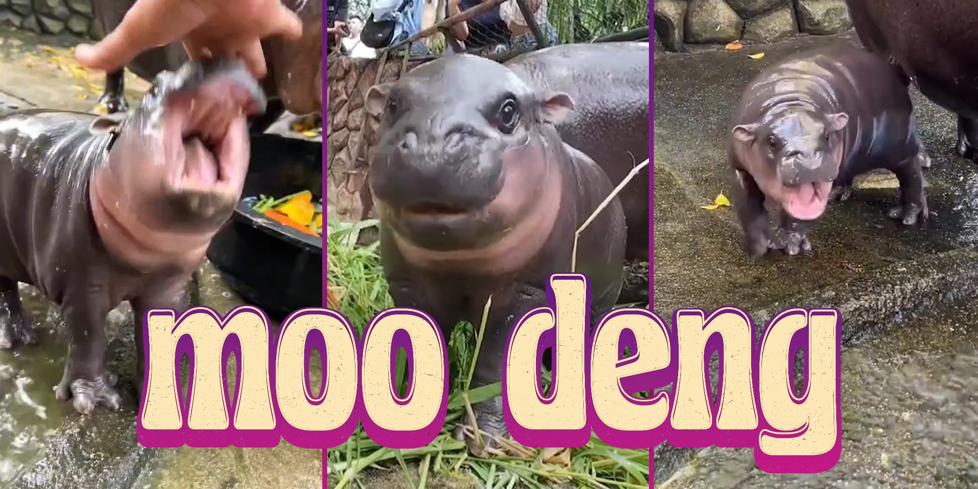 Moo Deng The Screaming Baby Hippo Is 2024's Cutest Meme