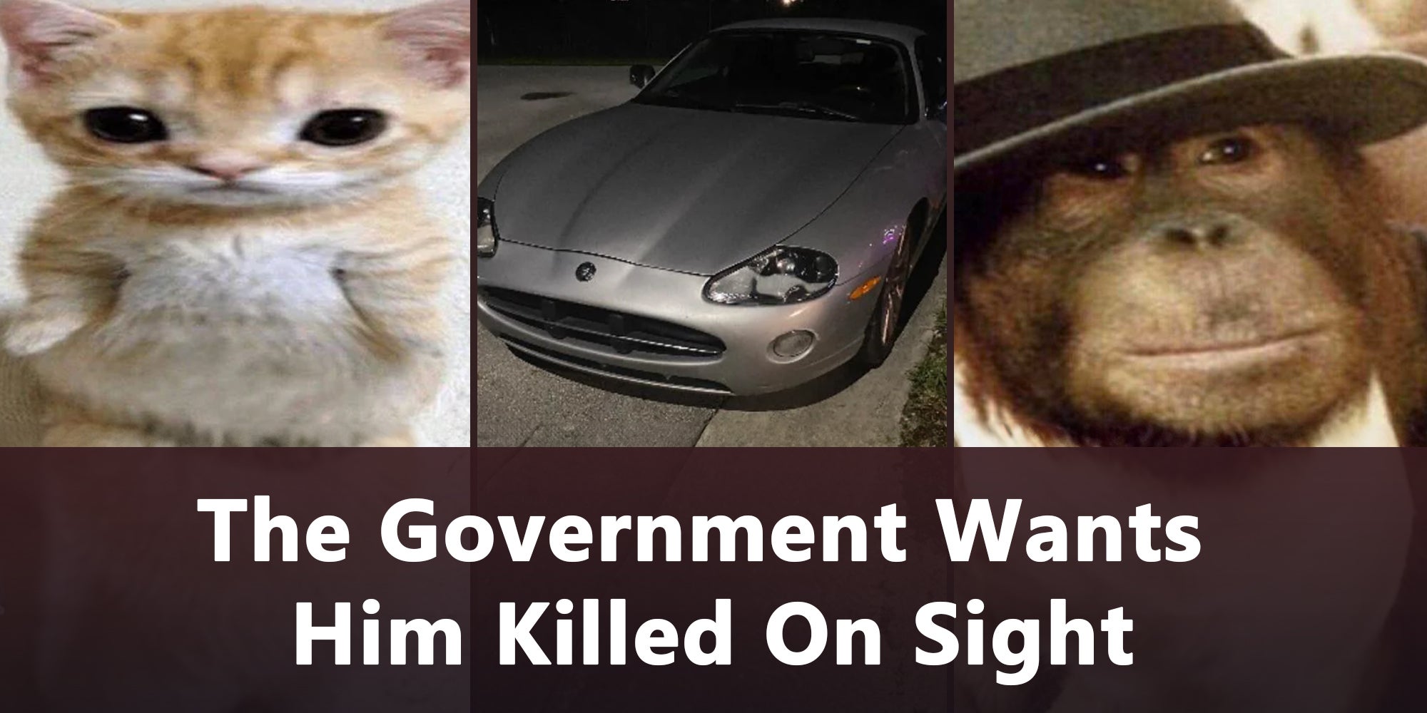 The Government Wants Him Killed On Sight: An Orangutan Meme