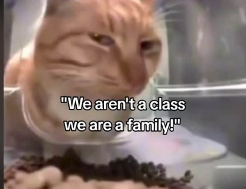 Side Eye Cat Meme, AKA Mr. Fresh