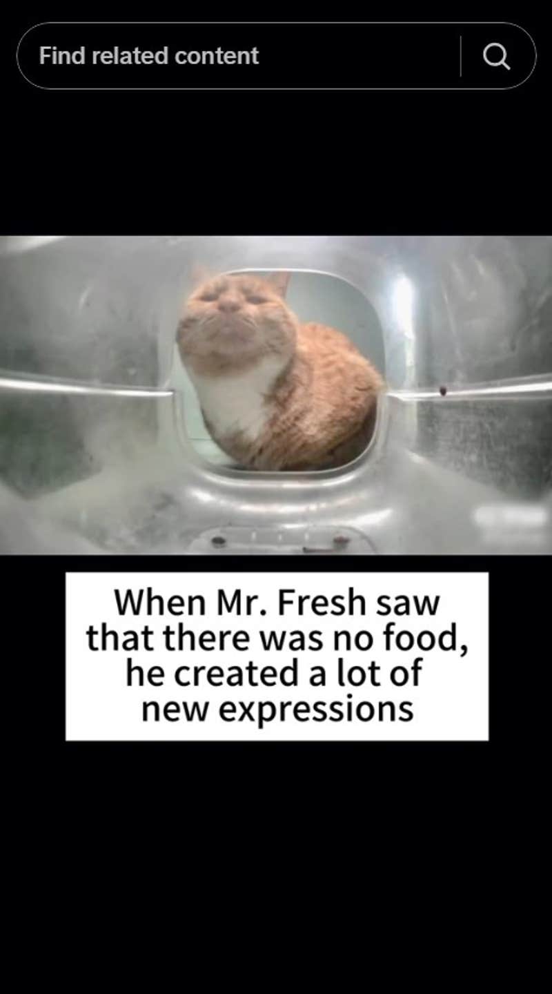 Side Eye Cat Meme, AKA Mr. Fresh