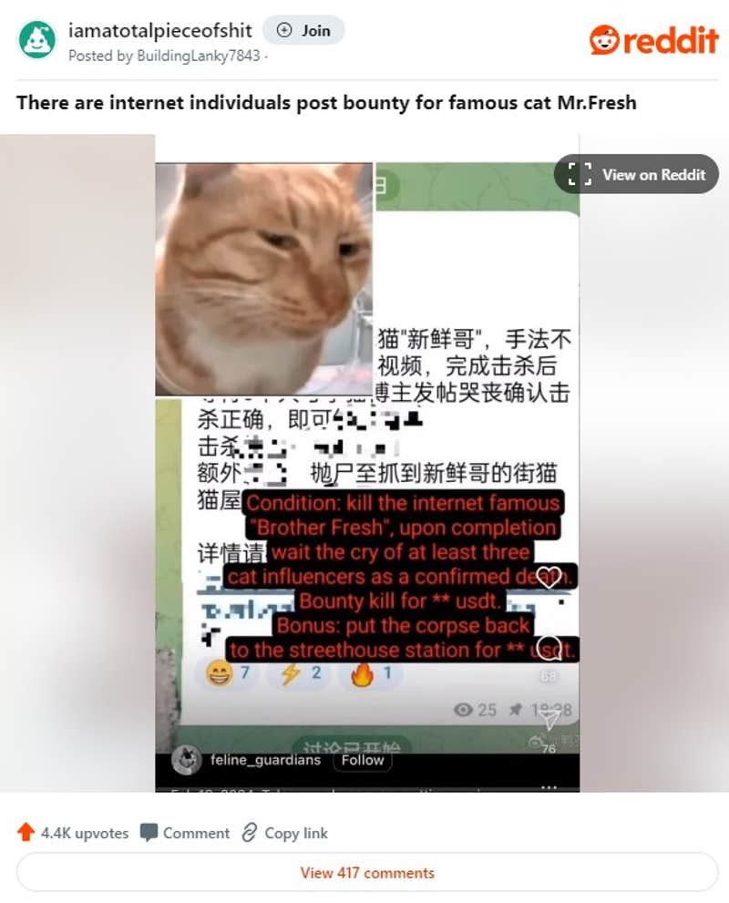 Side Eye Cat Meme, AKA Mr. Fresh