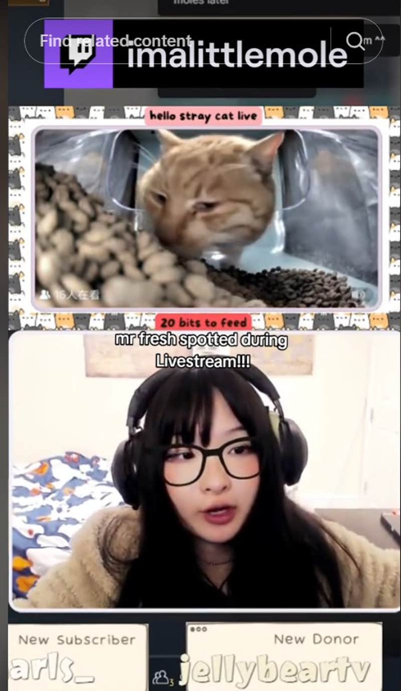 Side Eye Cat Meme, AKA Mr. Fresh