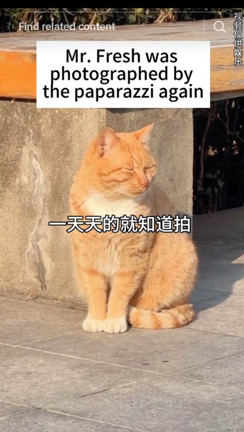 Side Eye Cat Meme, AKA Mr. Fresh